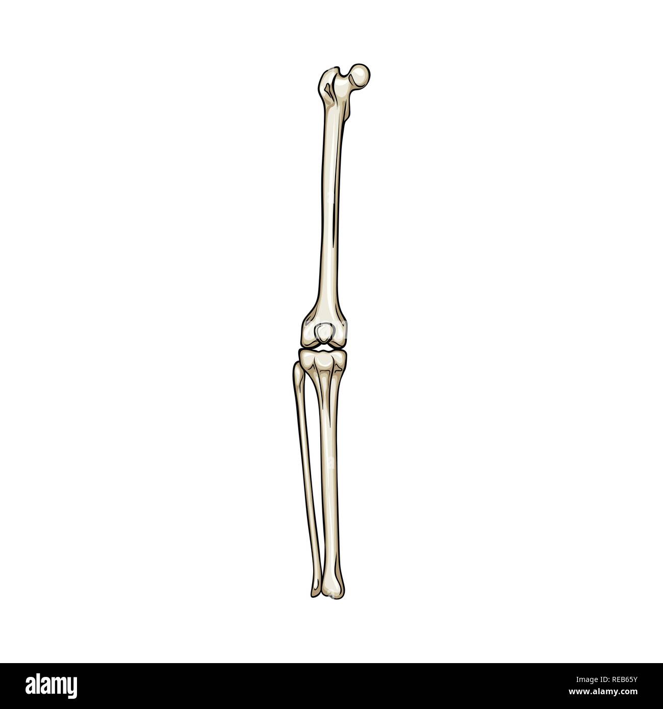 Cartoon Bone Joint