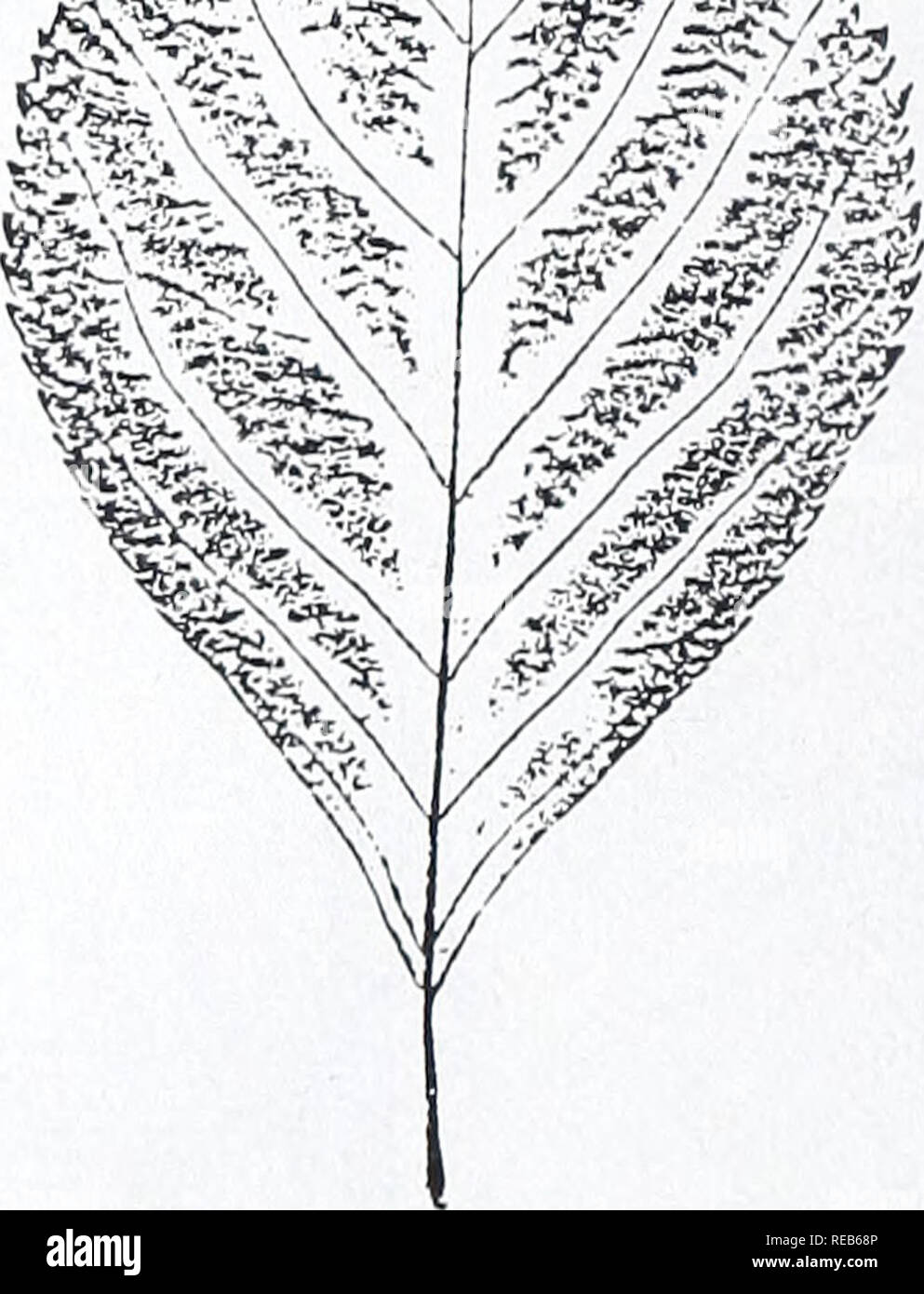 . Concord area trees and shrubs. Botany; Trees; Shrubs. LONQ-SPINED ...