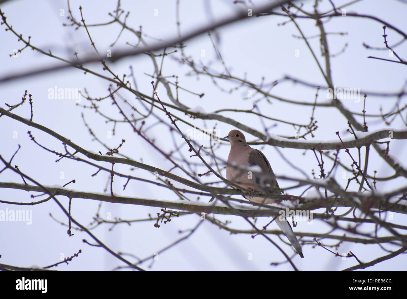 Bird In Tree Stock Photo - Alamy
