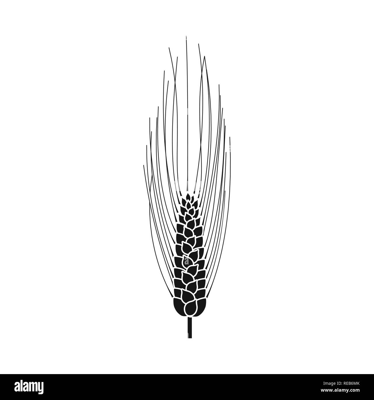 barley,winter,spring,spike,durum,crop,ripe,gold,wheat,corn,grain ...
