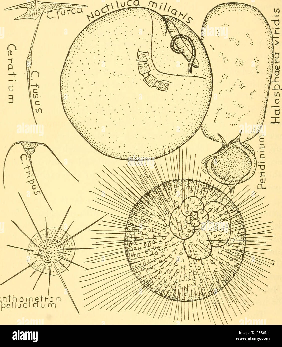 Foraminifera plankton hi-res stock photography and images - Alamy