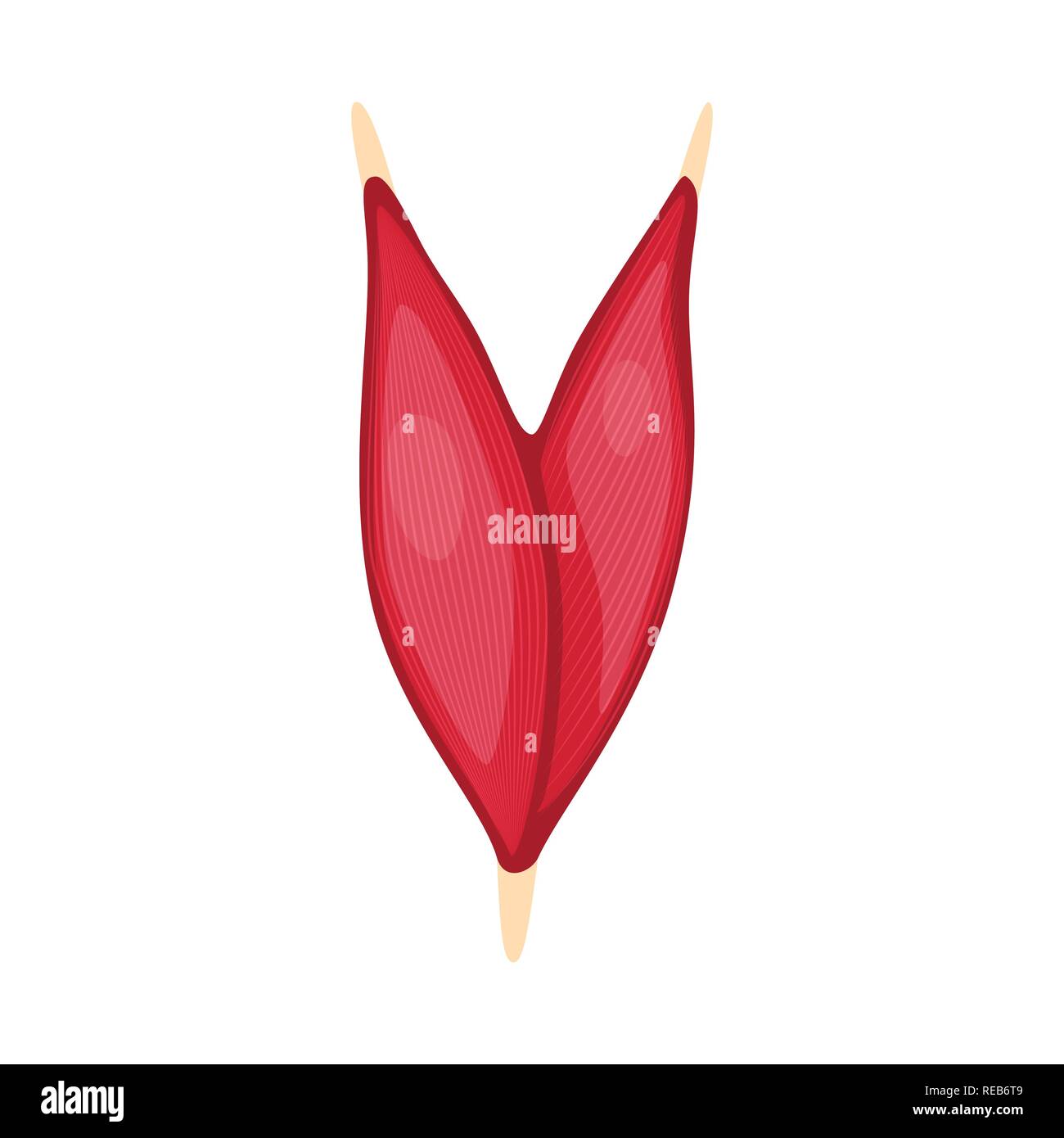 chest,triceps,biceps,deltoid,pectoral,chart,man,gym,sport,muscle,cells ...