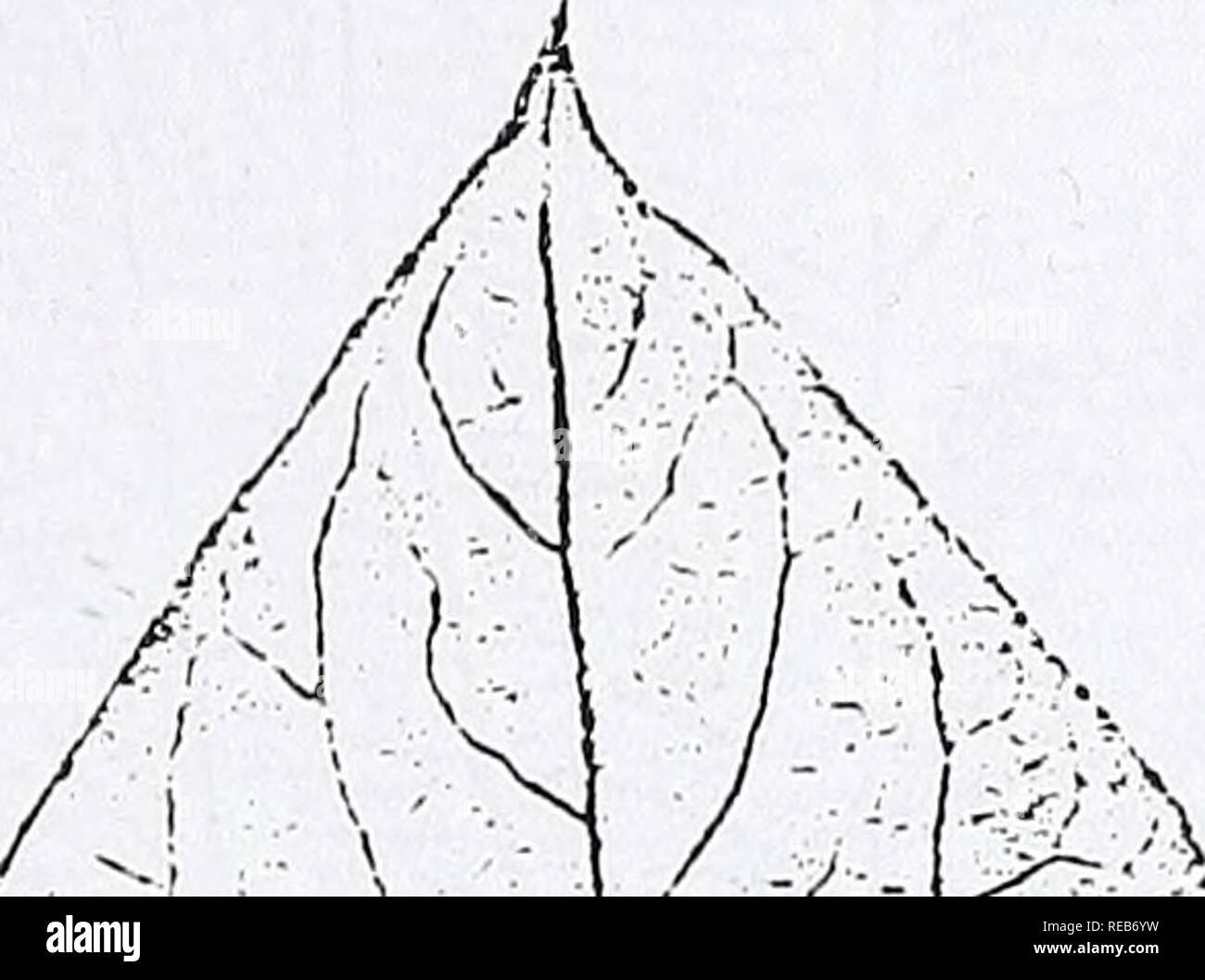 . Concord area trees and shrubs. Botany; Trees; Shrubs. SHRUBS OPPOSITE ...