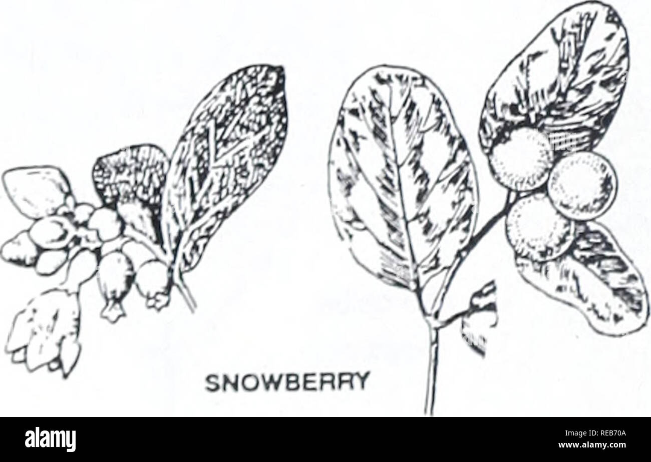 . Concord area trees and shrubs. Botany; Trees; Shrubs. SHRUBS OPPOSITE ...