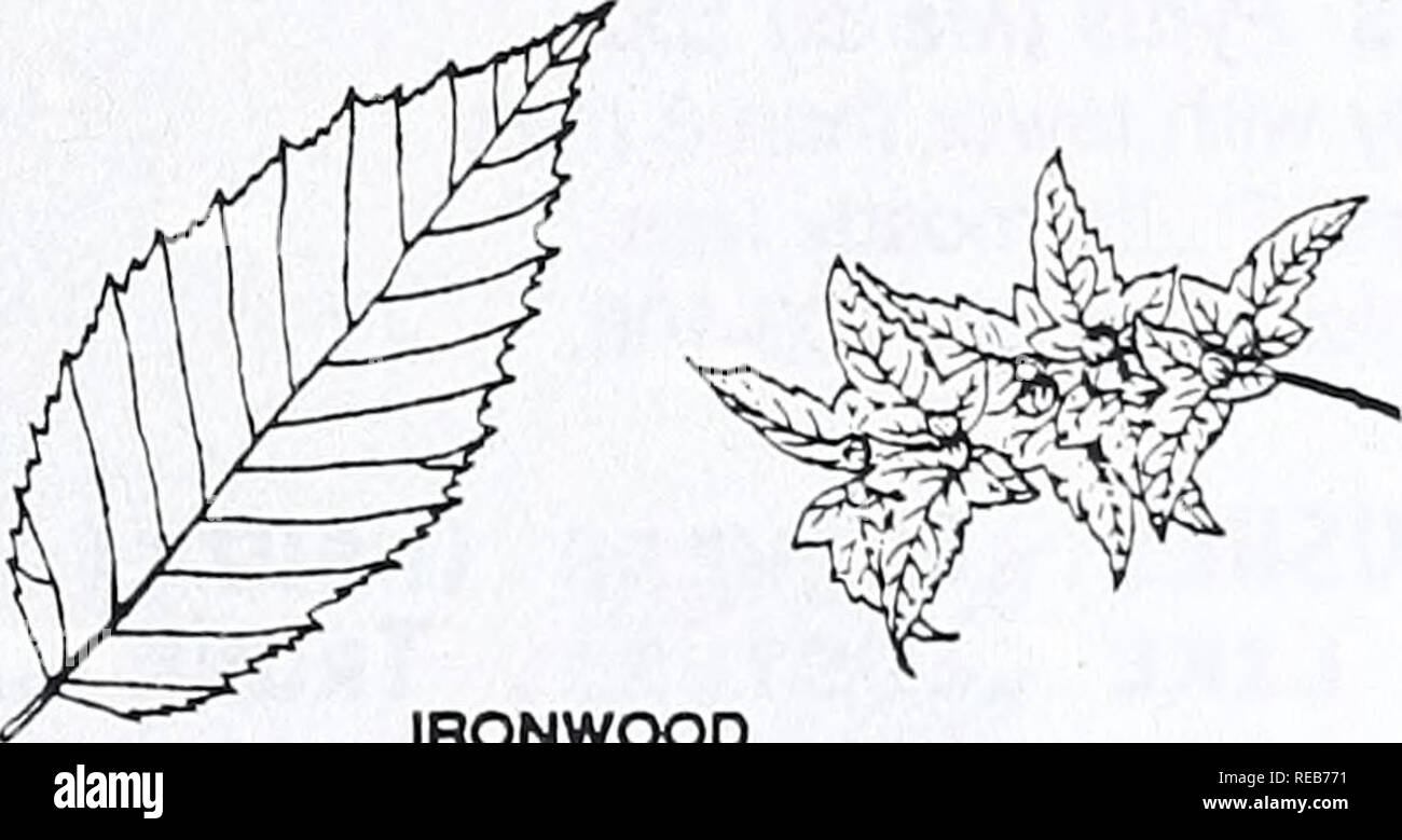 . Concord area trees and shrubs. Botany; Trees; Shrubs. BEECH IRONWOOD ...