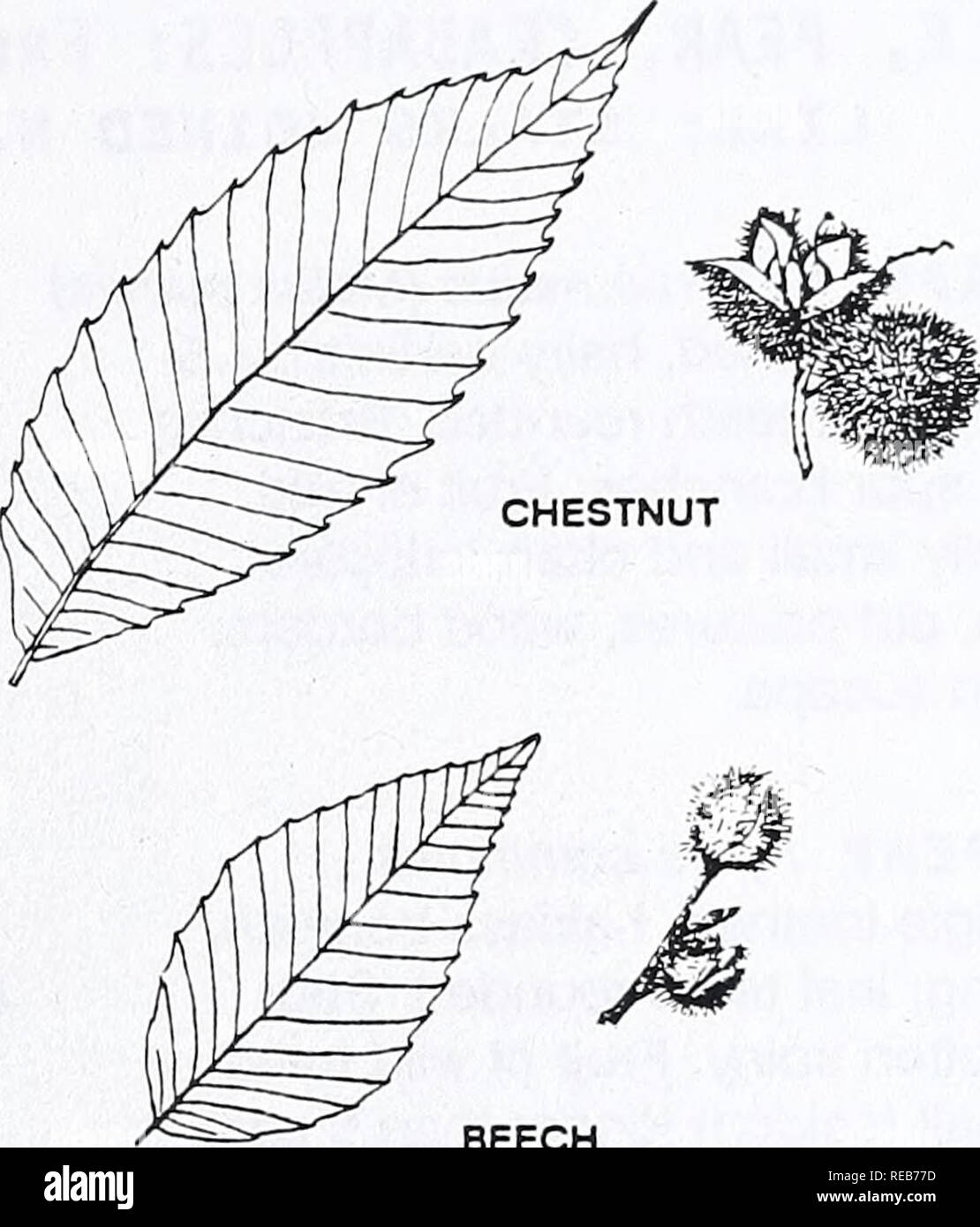 Leaf veins leaf common beech hi-res stock photography and images - Alamy