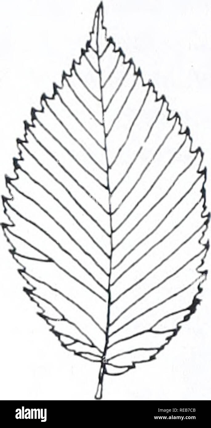 . Concord area trees and shrubs. Botany; Trees; Shrubs. TREES ALTERNATE ...