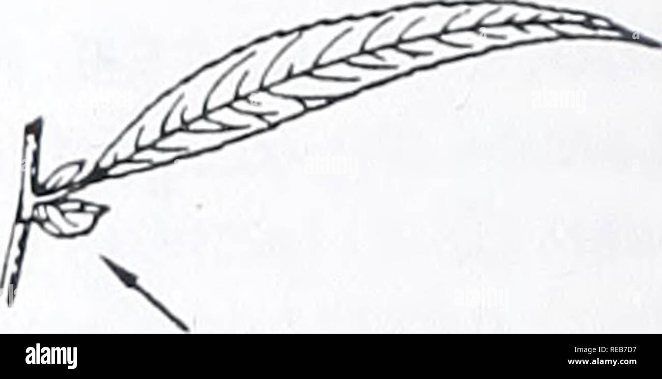 . Concord area trees and shrubs. Botany; Trees; Shrubs. TREES ALTERNATE ...