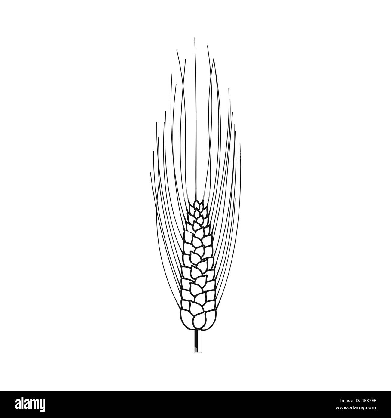Barley spring winter spike Black and White Stock Photos & Images - Alamy