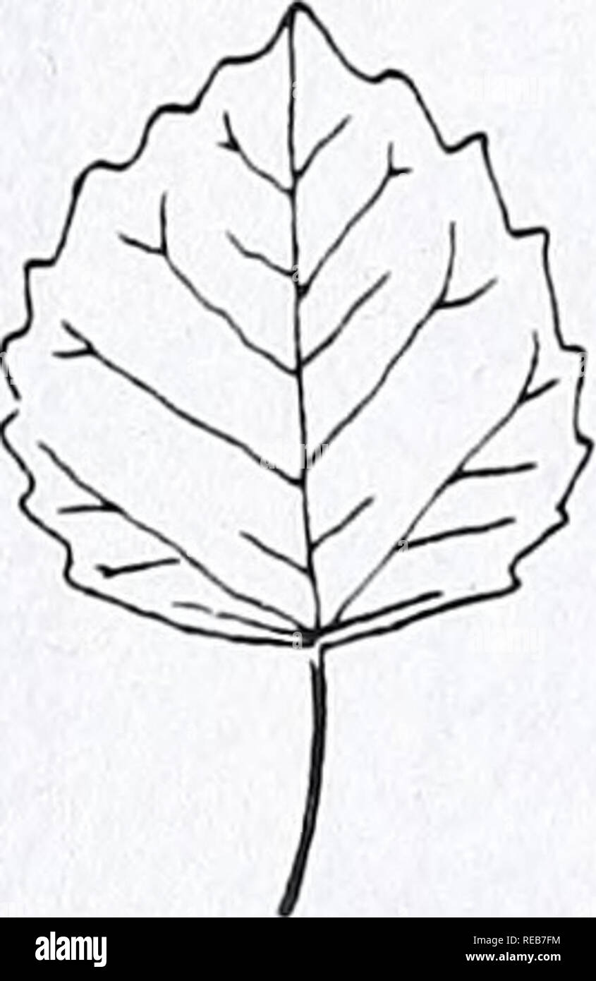 leaf simple notes