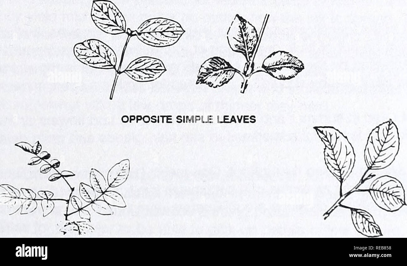 Simple Leaf Shapes