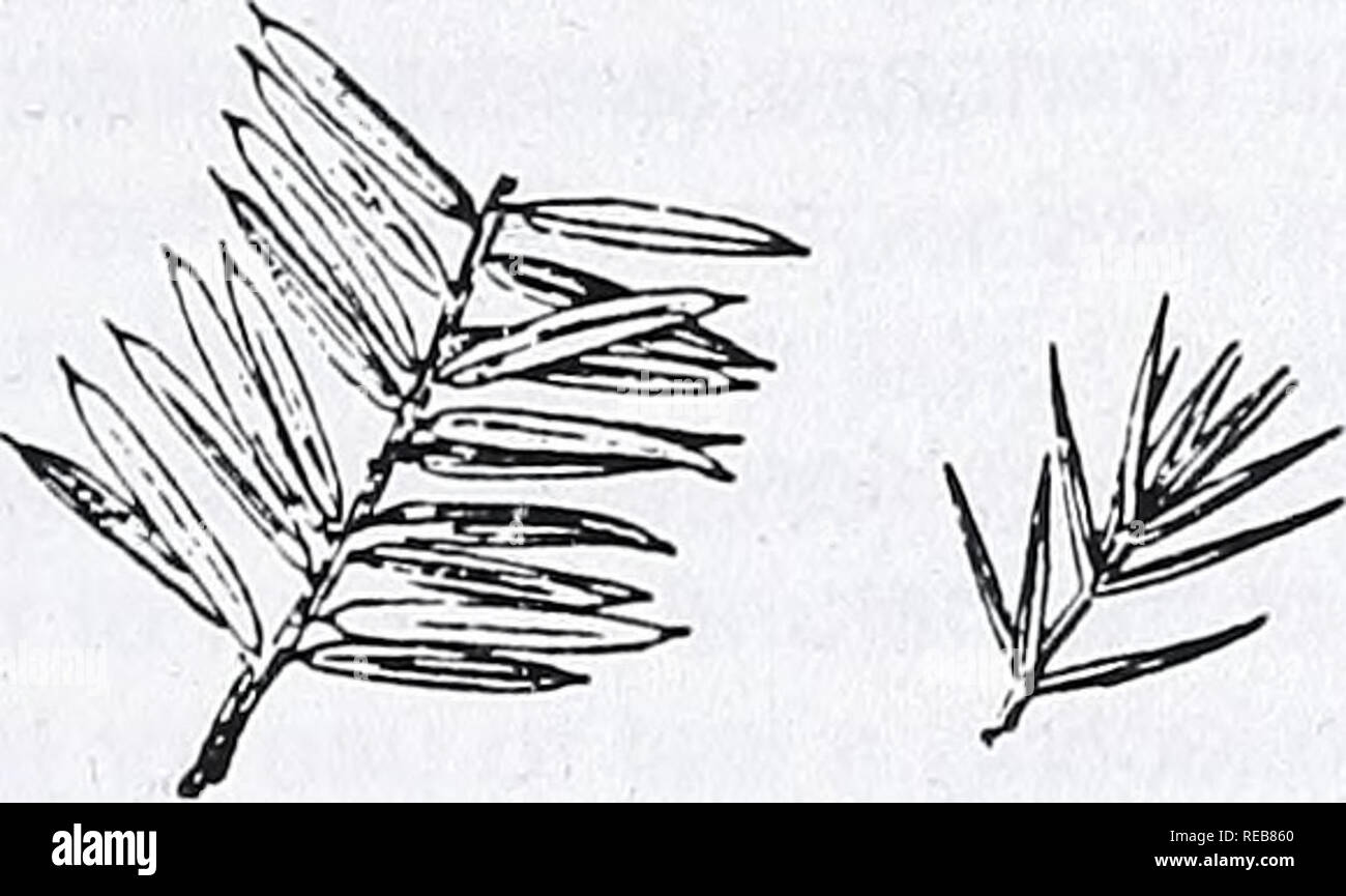 . Concord area trees and shrubs. Botany; Trees; Shrubs. HOW TO USE THIS ...