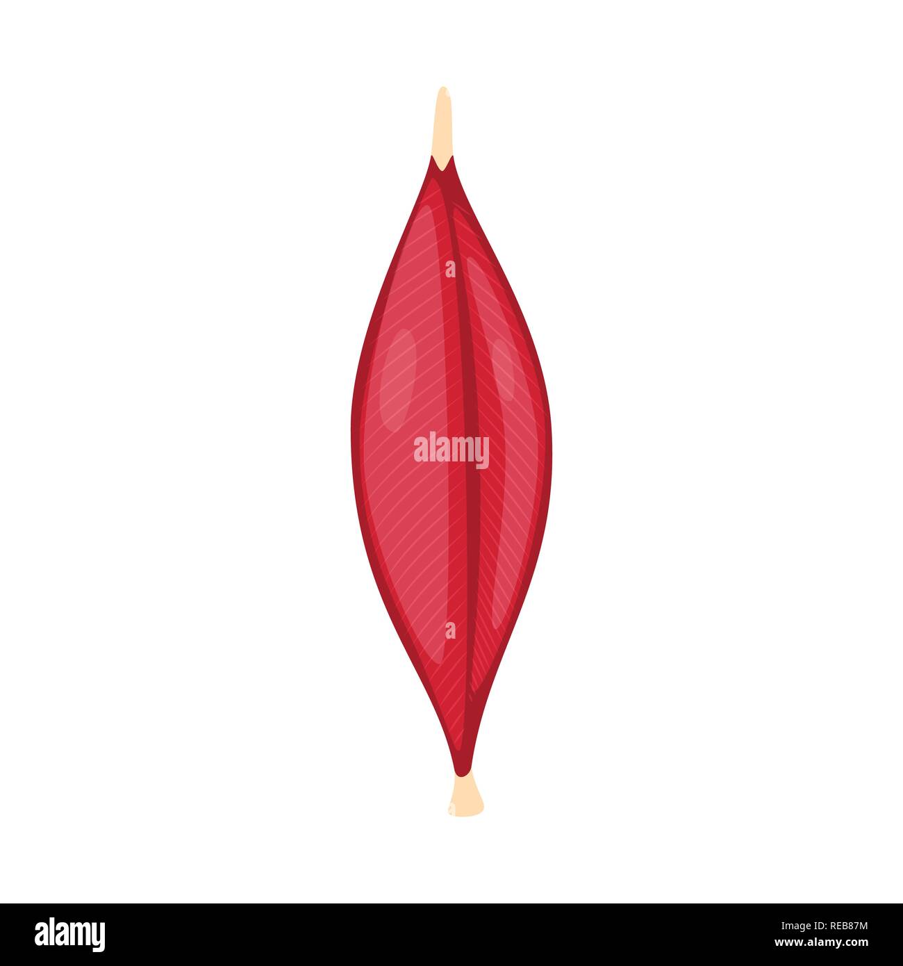 biceps,deltoid,pectoral,chart,biology,system,anatomical,sport,fitness ...