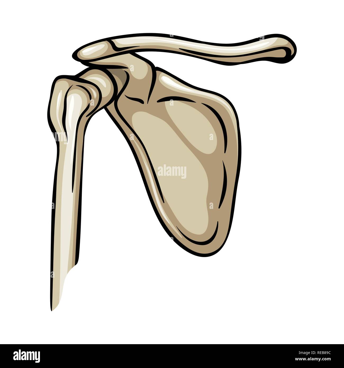 femur,pelvis,hip,pelvic,leg,surgery,healthy,driftwood,movement,bone ...
