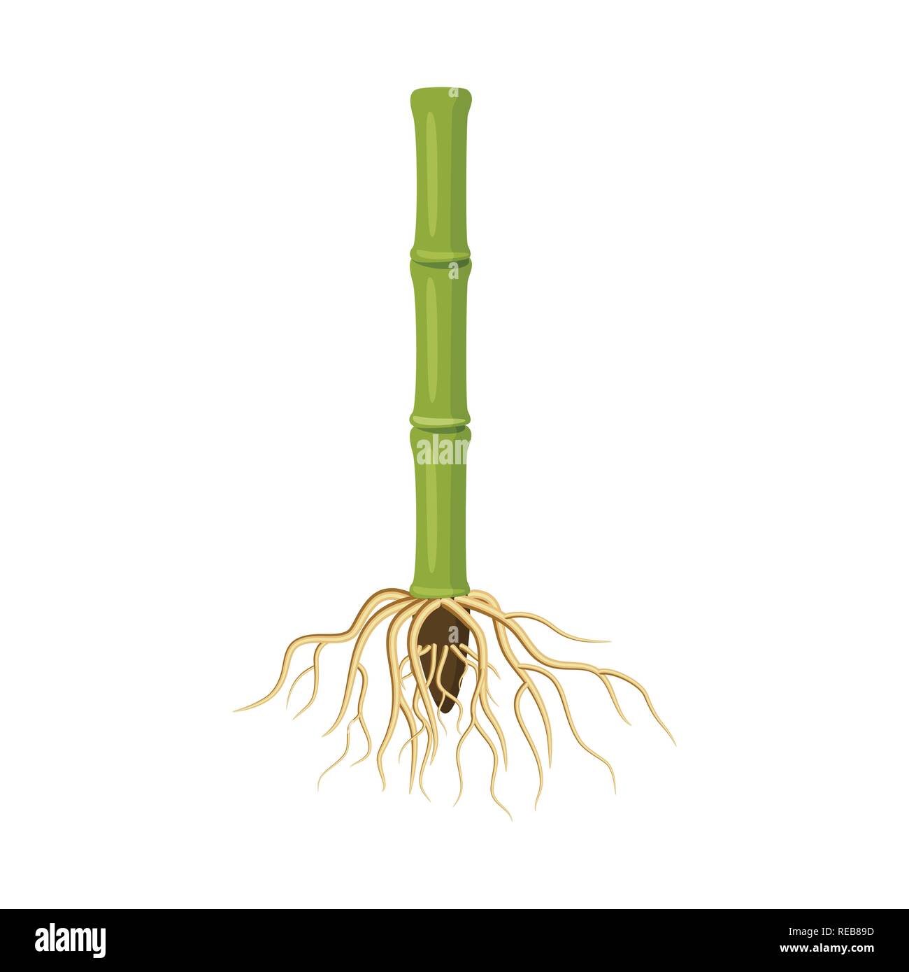 Sugarcane process Stock Vector Images - Alamy