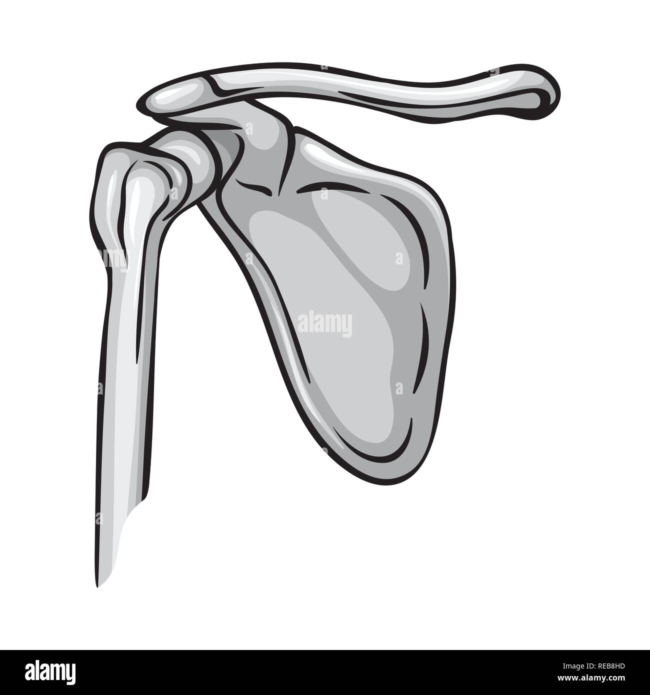 femur,pelvis,hip,pelvic,leg,surgery,healthy,driftwood,movement,bone ...