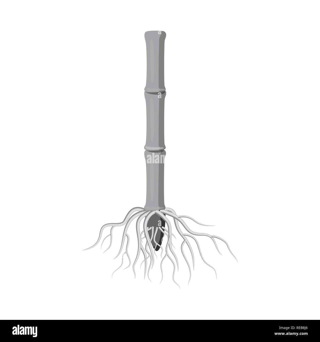 Sugarcane root Stock Vector Images - Alamy