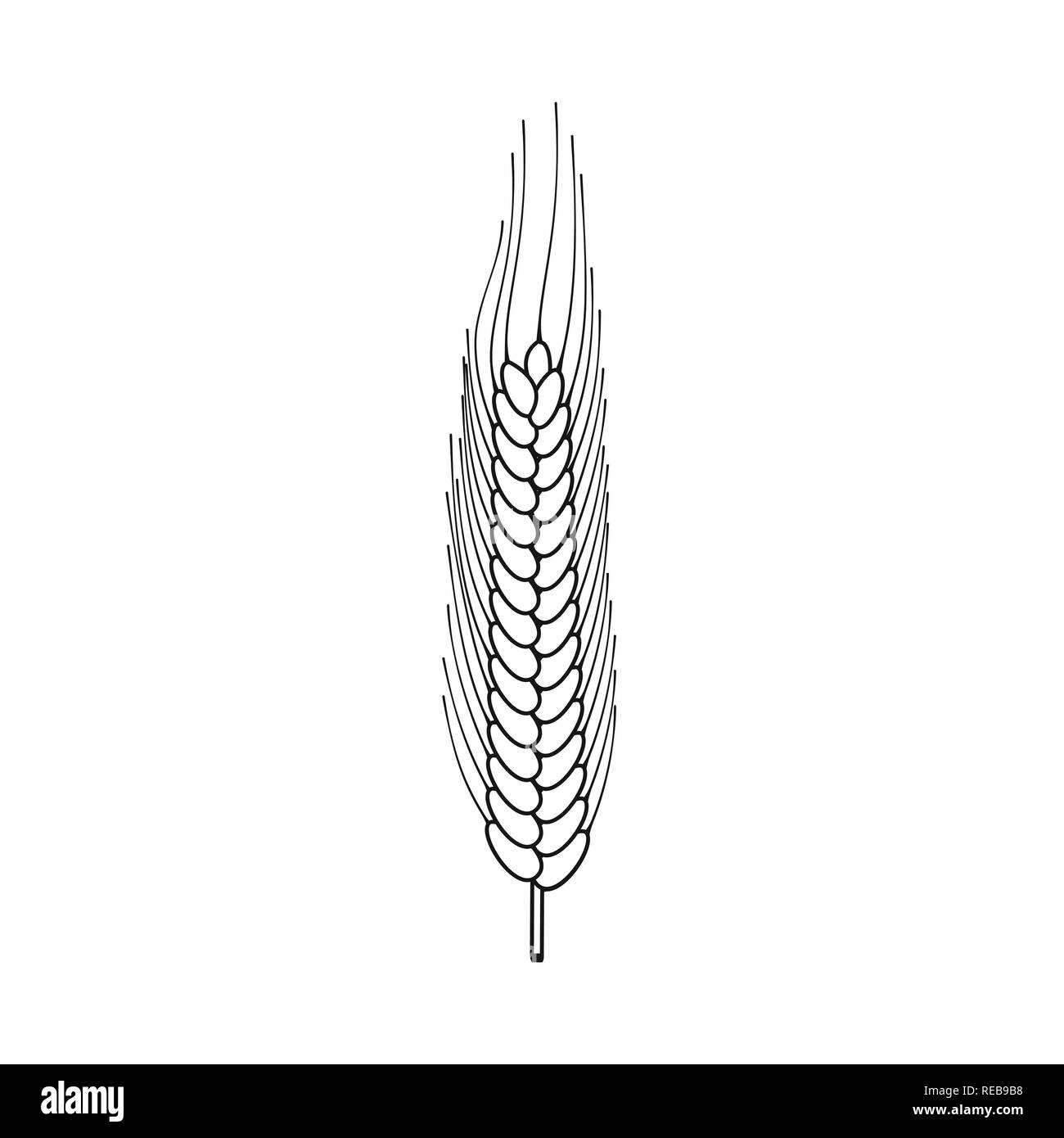 winter,spring,spike,durum,crop,cornfield,green,meadow,rural,wheat,corn ...