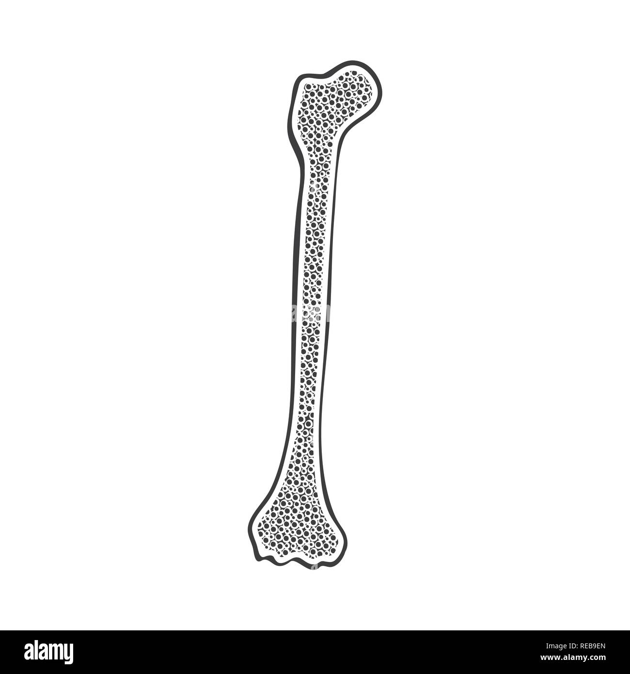 femur,bony,leg,knee,tibia,fibula,alignment,joint,movement,calcium,bone ...
