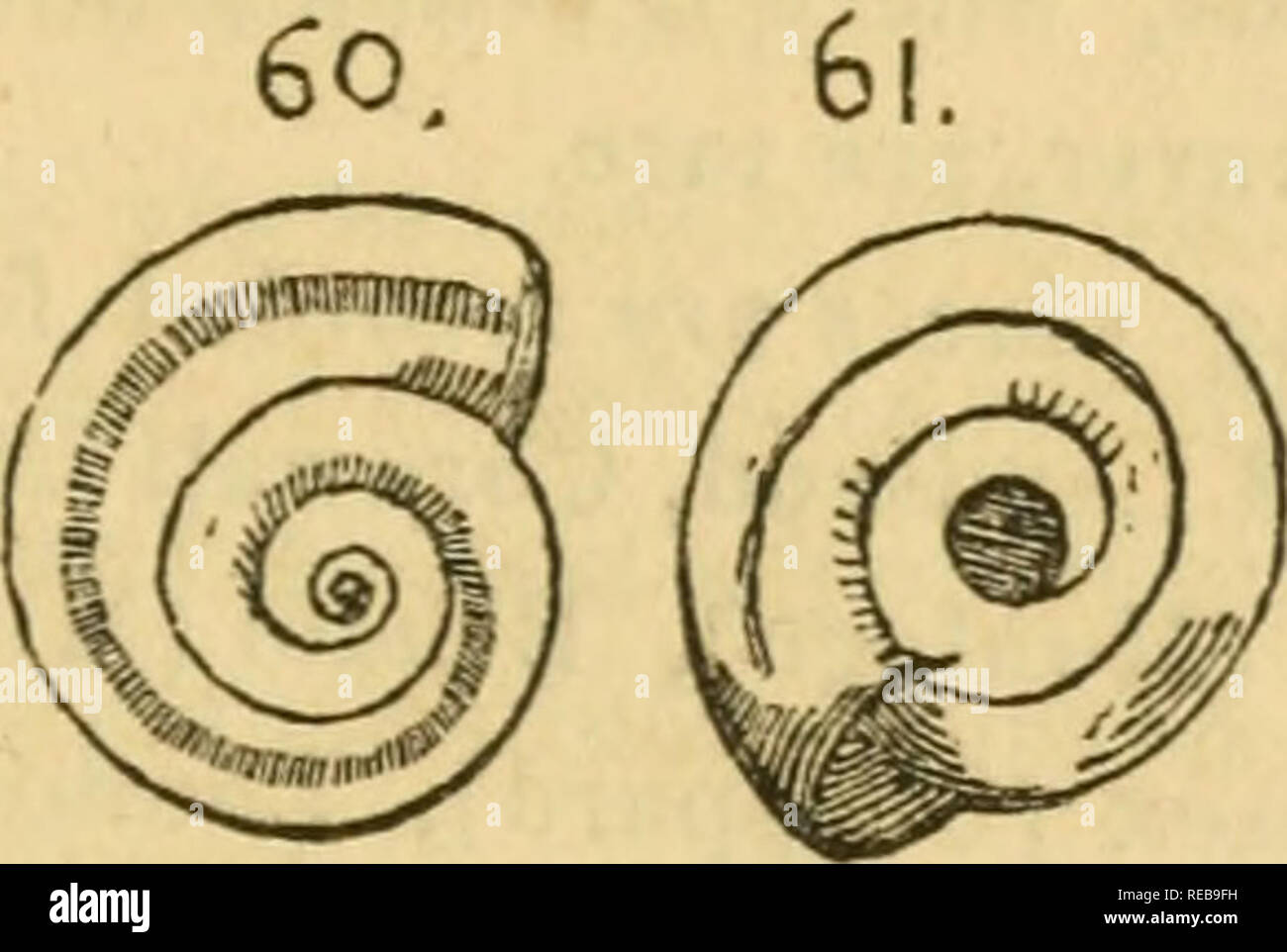 Large freshwater mollusks hi-res stock photography and images - Alamy