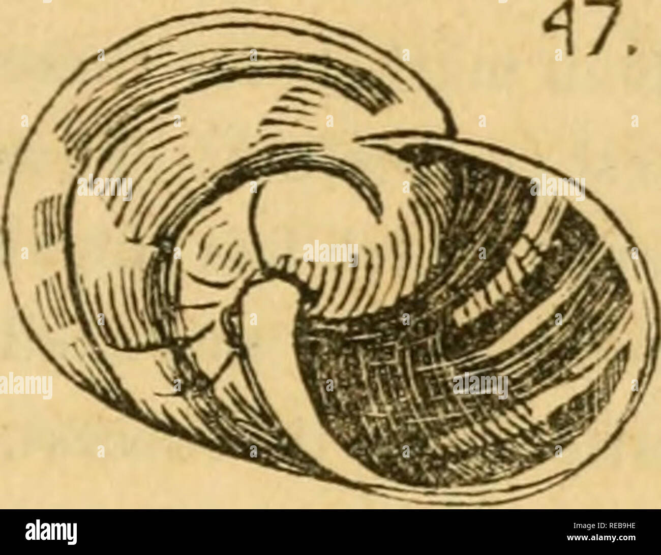 . The conchology of Nottingham; or, A popular history of the recent ...