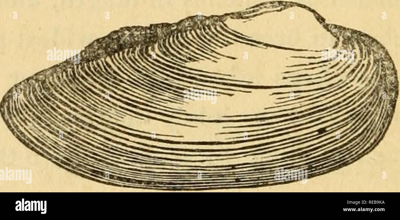 Unio Mollusca