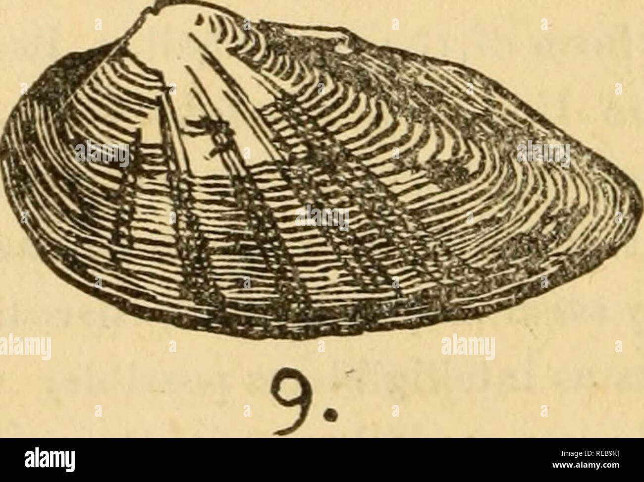 Shells represent different species hi-res stock photography and images ...