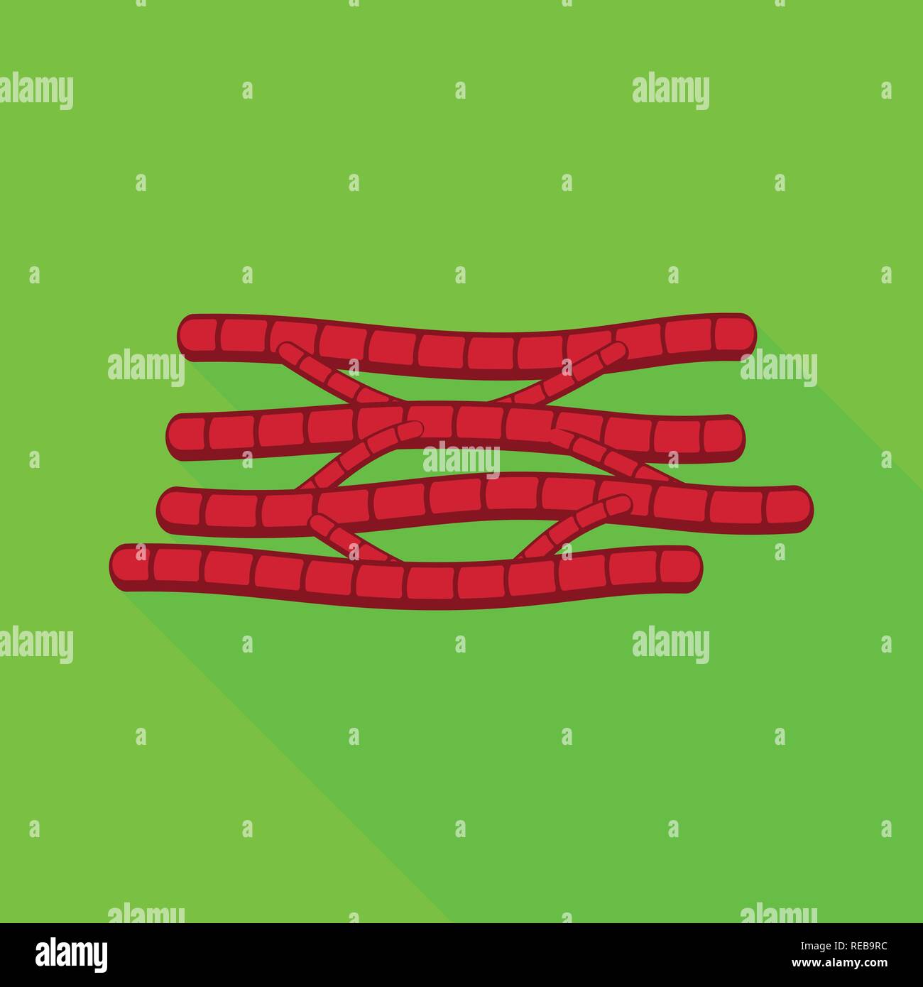 Smooth muscle fibers Stock Vector Images - Alamy