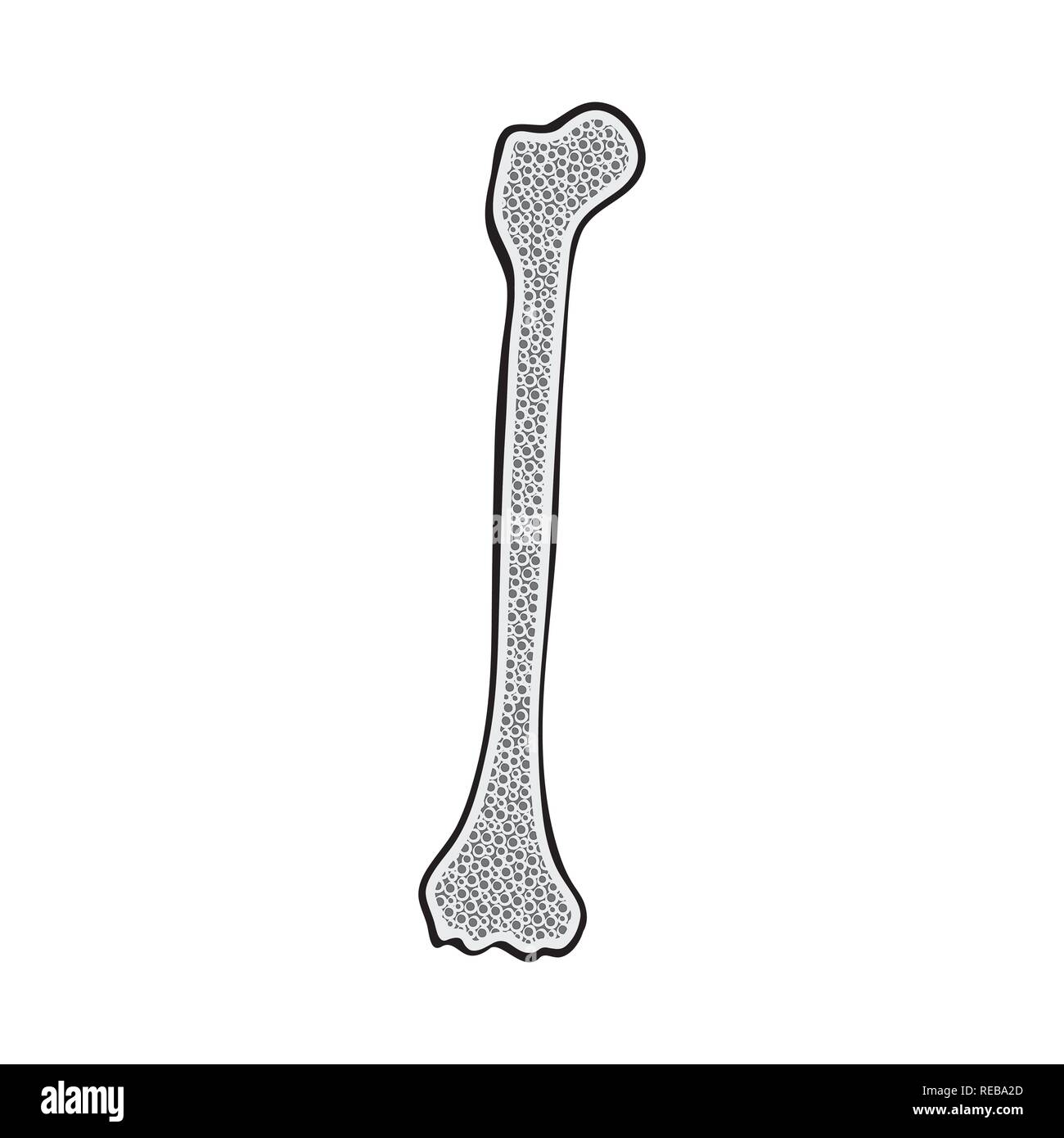 Tibia Fibula Leg Bone Bones Drawing Illustration Anatomy Coloring ...