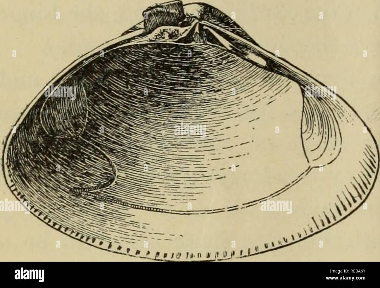 Width 33 mm hi-res stock photography and images - Alamy