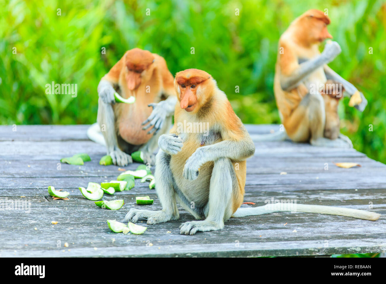 Proboscis unusual hi-res stock photography and images - Alamy
