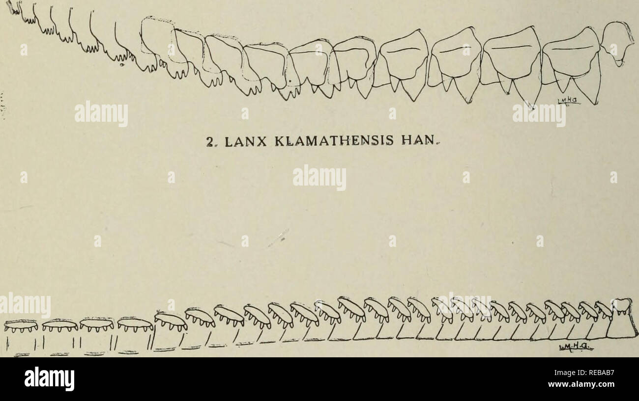 Ferrissia hi-res stock photography and images - Alamy