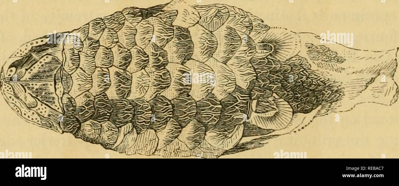. Dura Den : a monograph of the yellow sandstone and its remarkable ...