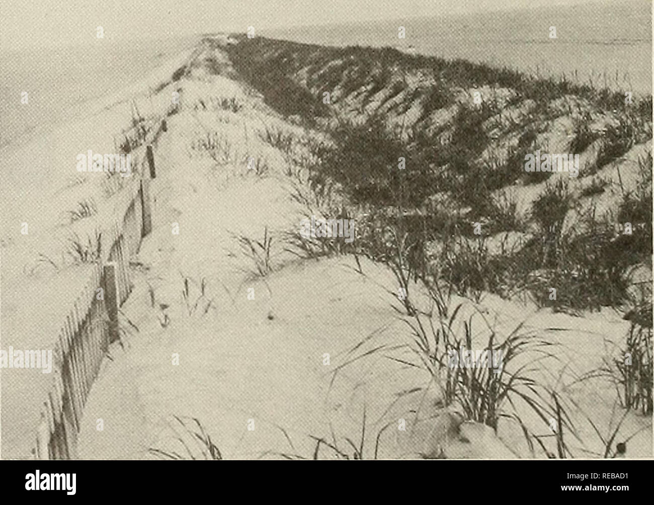 . Dune stabilization with vegetation on the outer banks of North ...