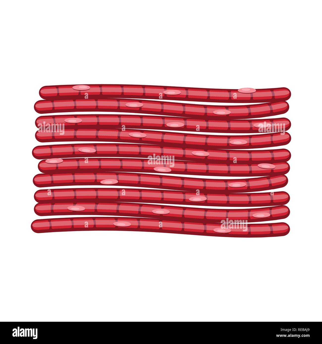 system,contraction,striated,filaments,cell,organ,layers,muscle,cells ...