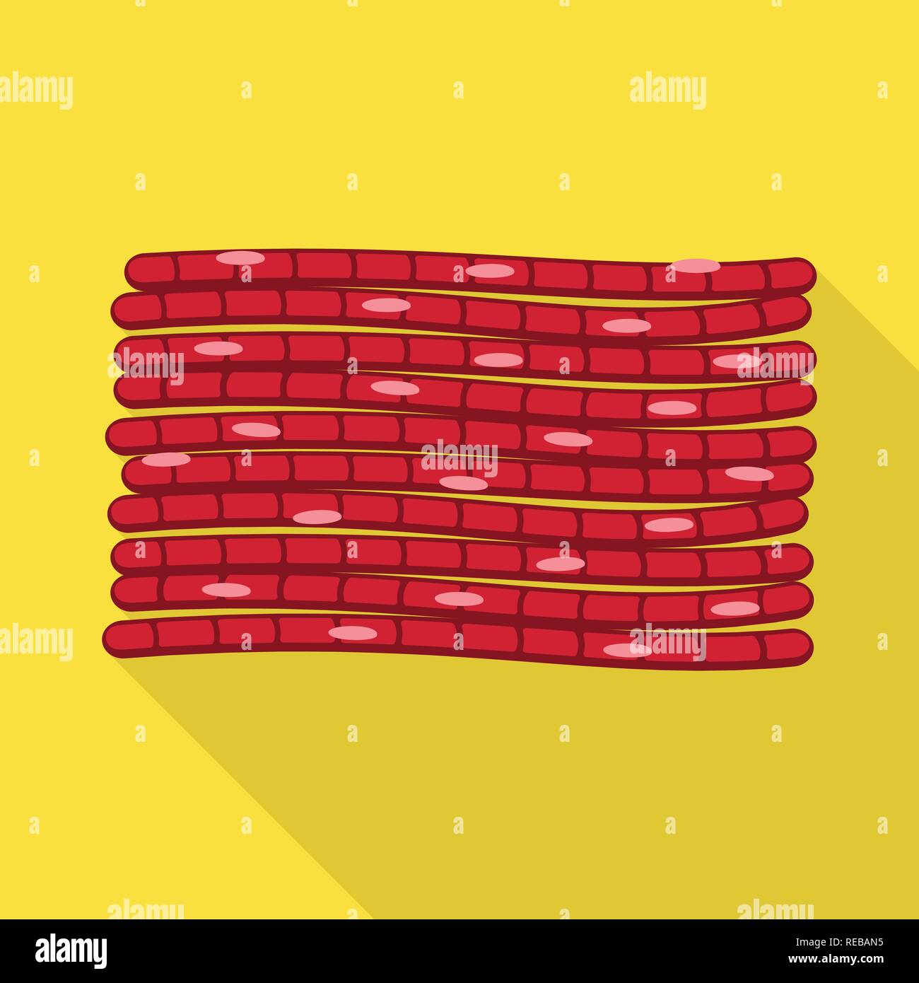 Skeletal muscle fiber cell Stock Vector Images - Alamy