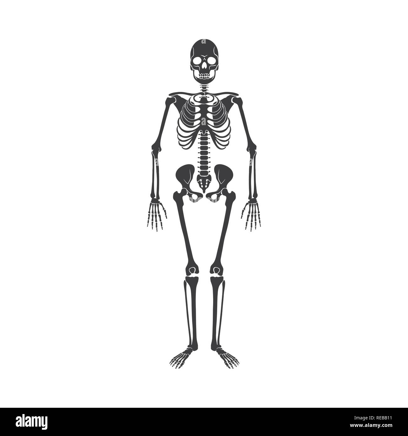 musculoskeletal,scientific,skeletal,system,body,skull,healthy,fiber ...
