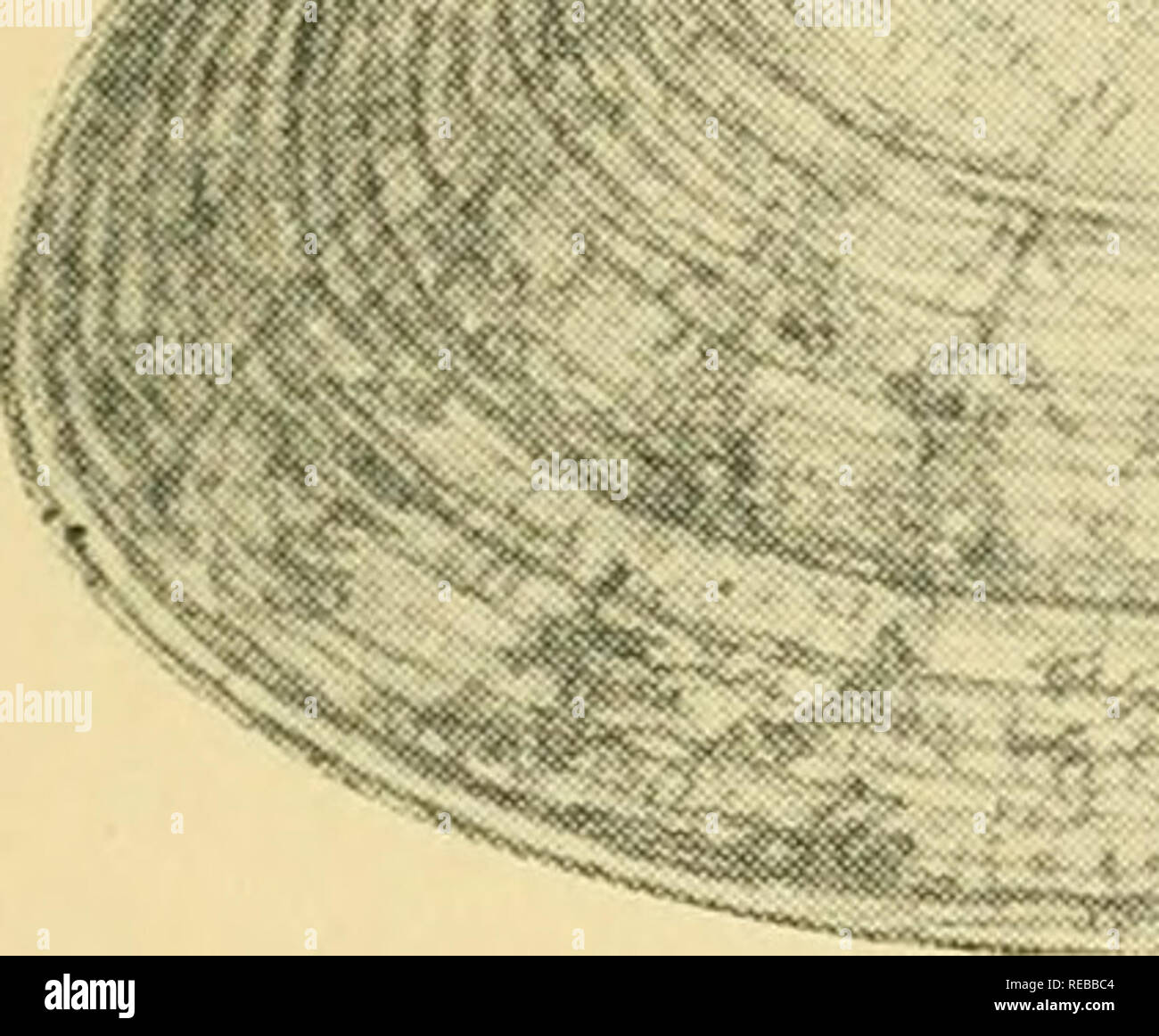 Veneroides hi-res stock photography and images - Alamy