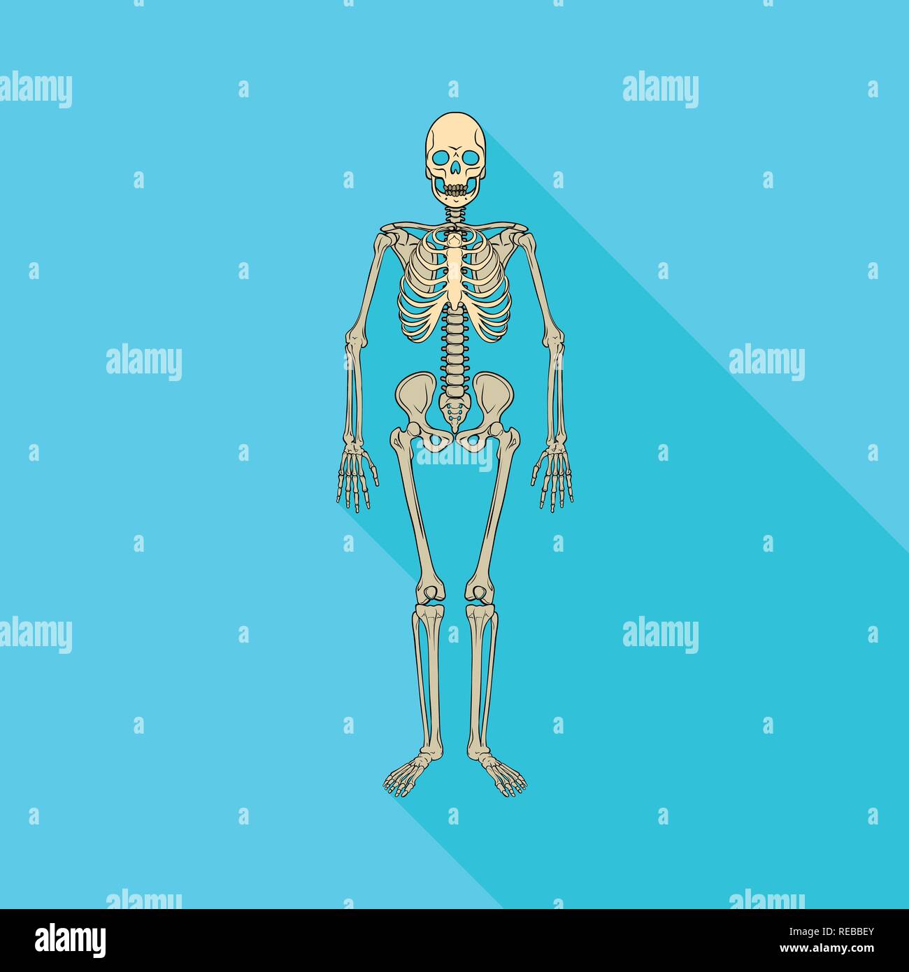 musculoskeletal,scientific,skeletal,system,body,skull,healthy,fiber ...