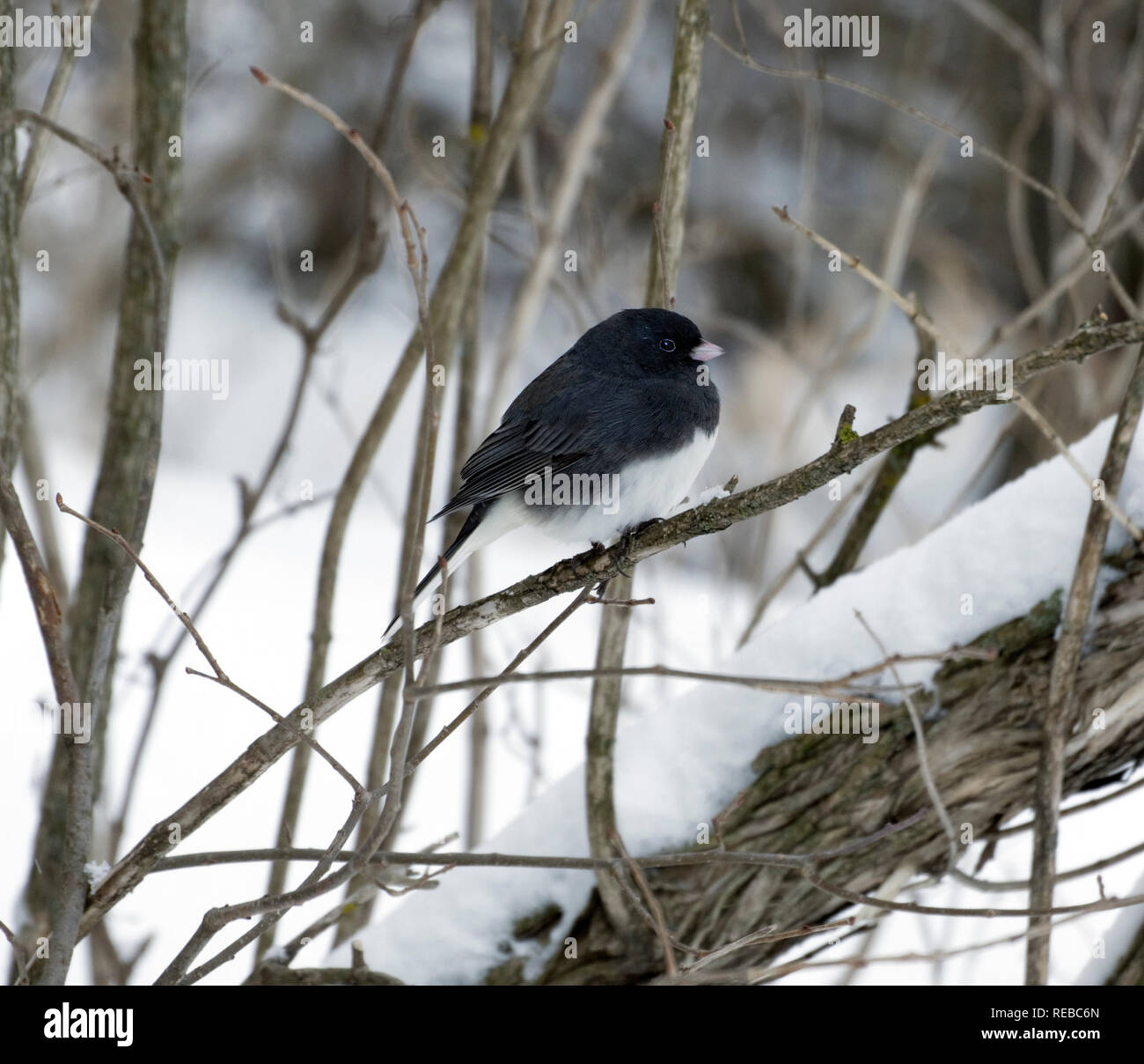 Slate Colored Junco, a common variation of the Dark Eyed Junco, Junco ...