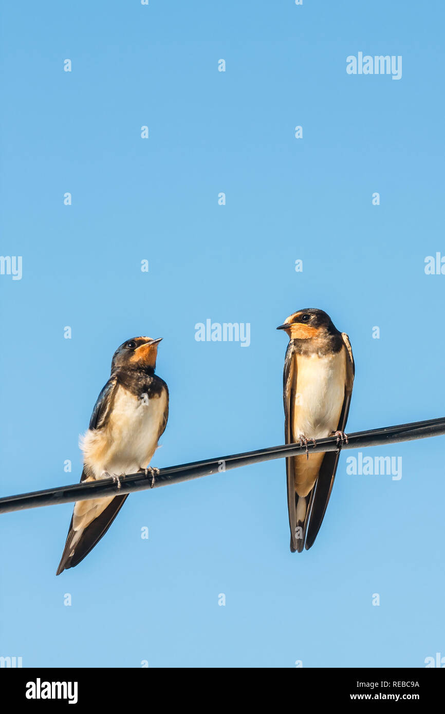 two barn swallow on the blue sky background Stock Photo - Alamy