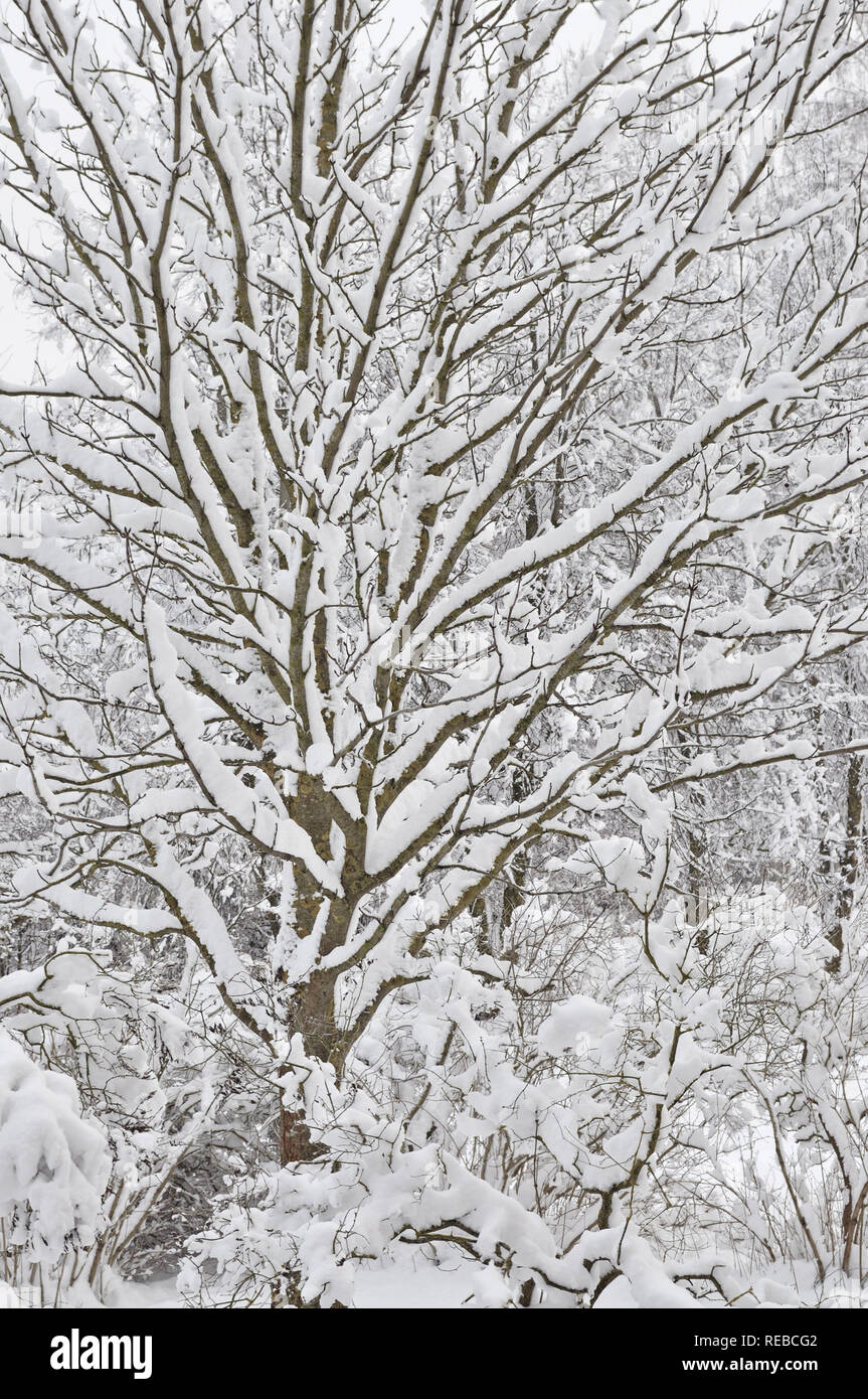 Snowy winter trees, fresh new snow covered branches after blizzard ...