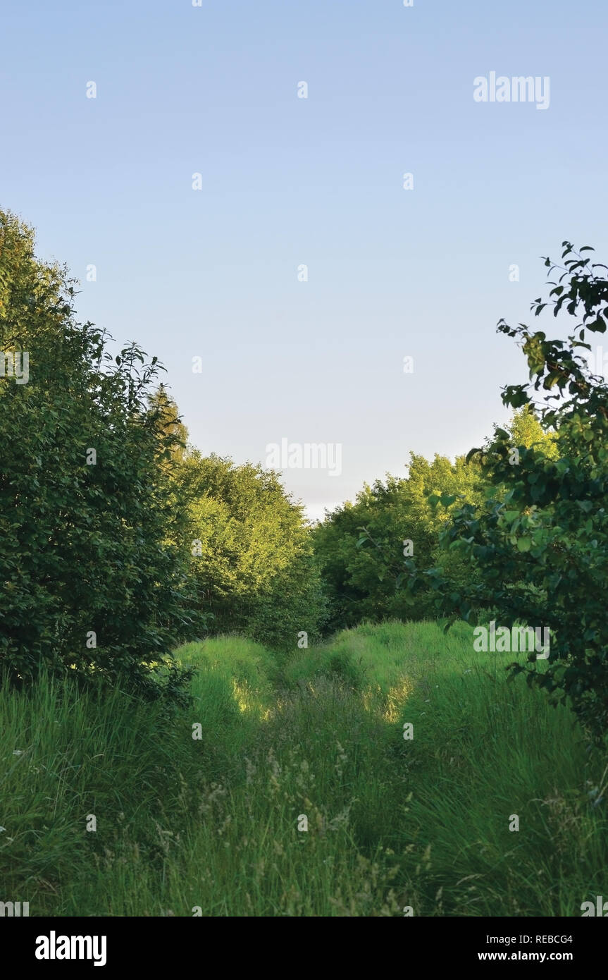 Deserted Abandoned Verdant Rural Woods Country Road Trail Perspective ...