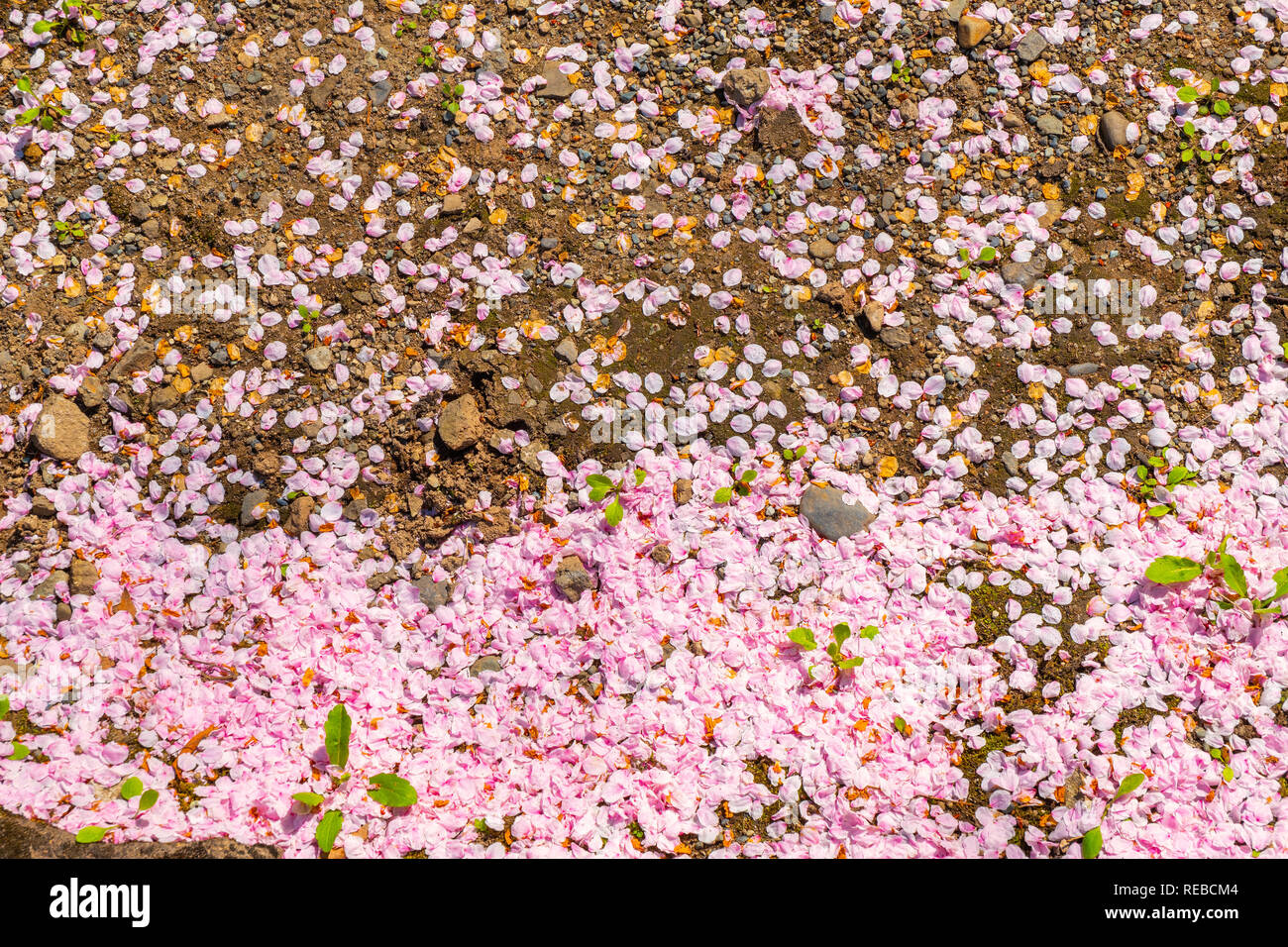 Sakura leaves hi-res stock photography and images - Alamy