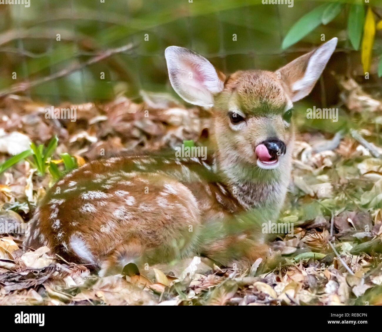 Spotted fawn hi-res stock photography and images - Alamy