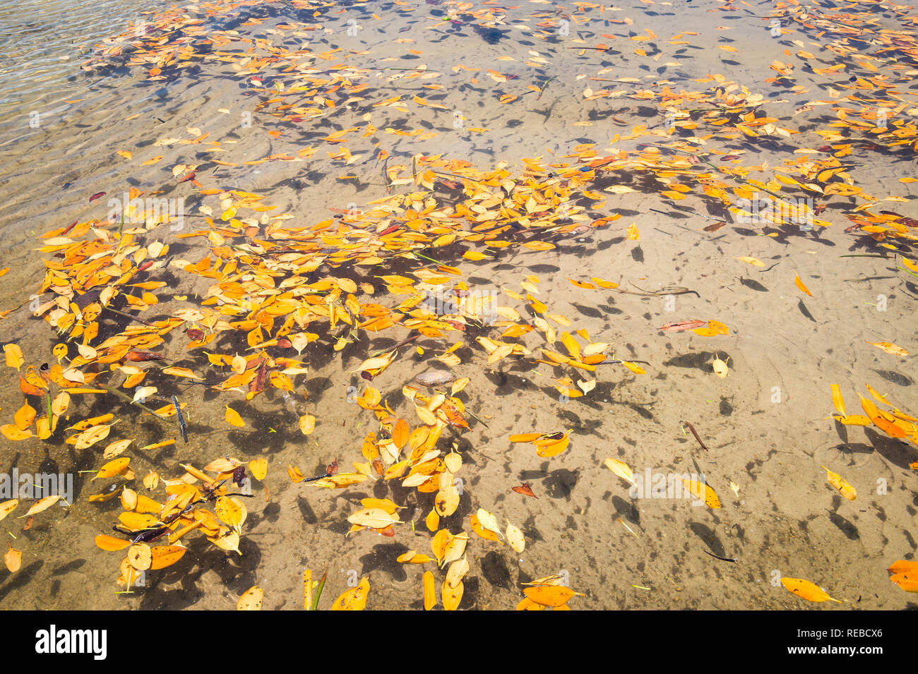 Fallen yellow mangrove leaves floating on the top of clear shallow ...