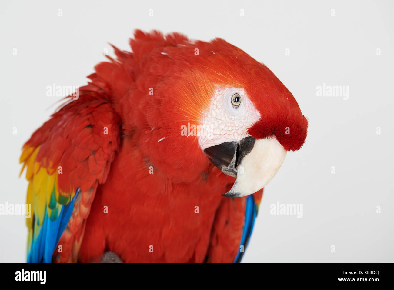 Portrait of red color parrot isolated on white studio background Stock ...