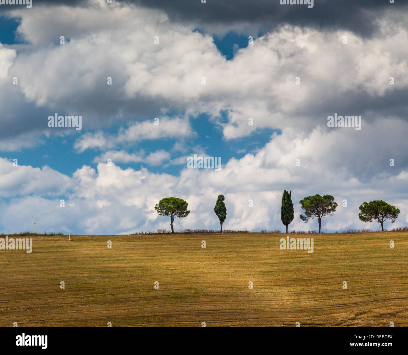Single trees line hillside ridge in Tuscany, Italy Stock Photo - Alamy