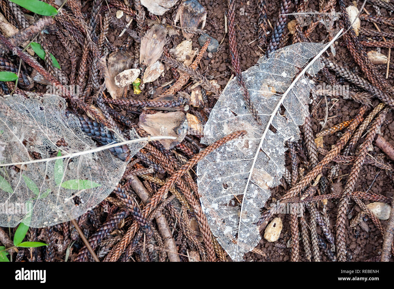 Skeletal leaves and debris on the forest floor of Norfolk Island ...