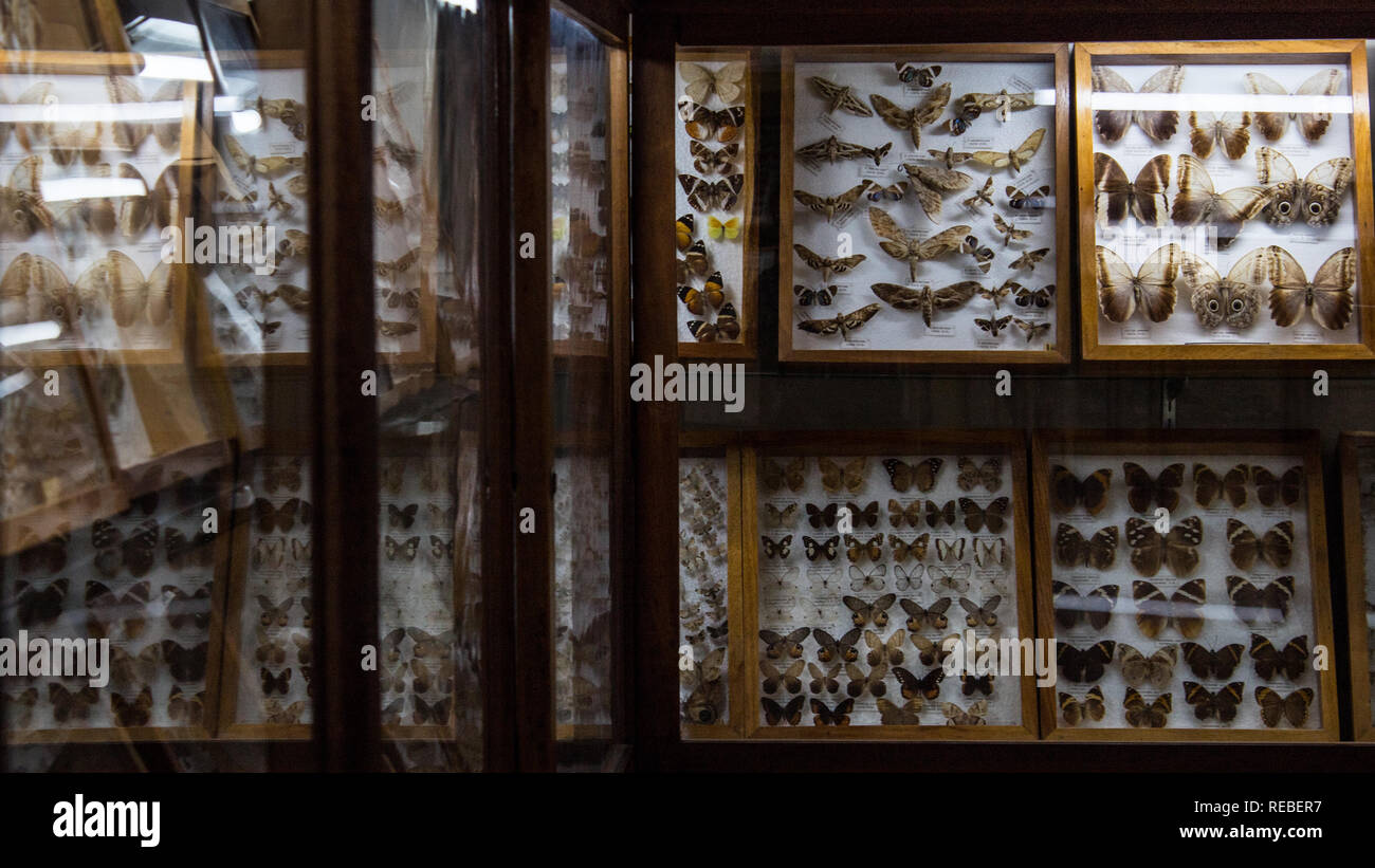 A photo of display stands with entomological collection of moths and ...